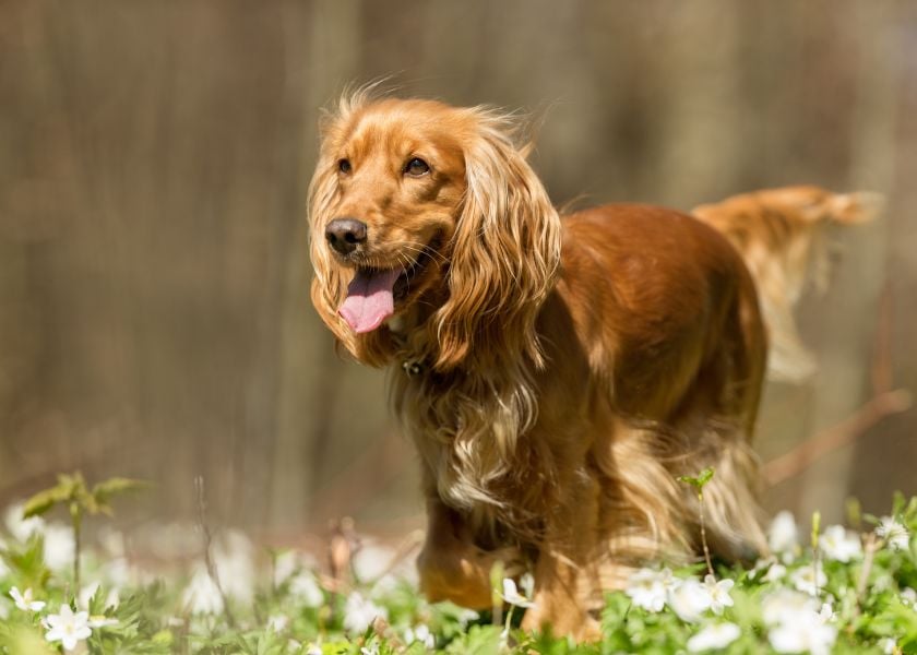 Decoding Dog Language - Understanding Canine Communication 101 – Mellow ... Decoding Dog Language - Understanding Canine Communication 101 – Mellow ...